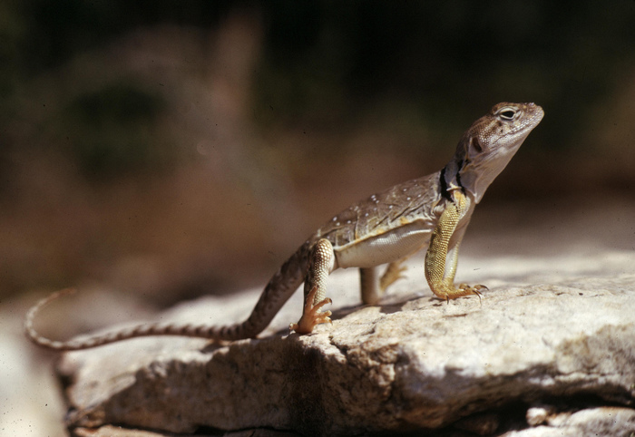 3528x2430 Collared Lizard Windows Wallpaper Coolwallpapers Me