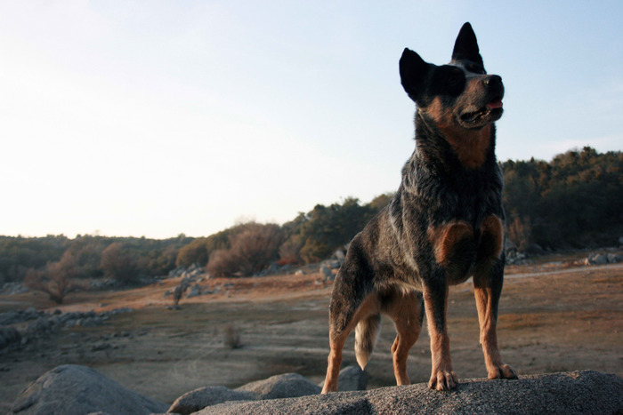 3888x2592 australian cattle dog wallpaper - Coolwallpapers.me!