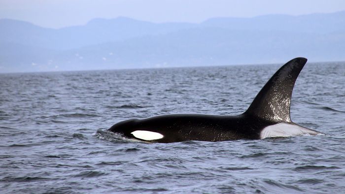 3840x2160 orca wallpaper hd - Coolwallpapers.me!