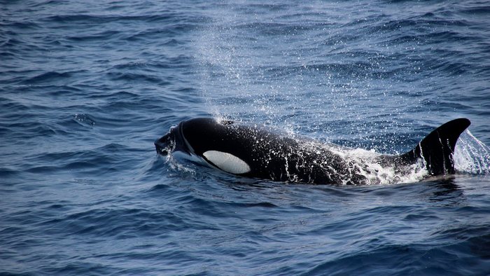 3840x2160 orca wallpaper - Coolwallpapers.me!