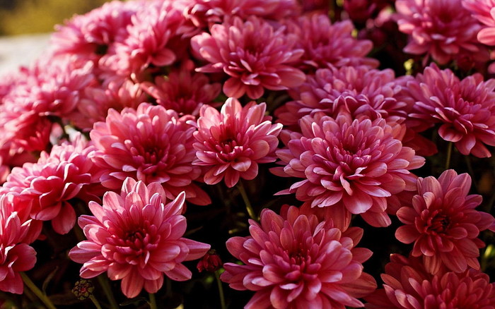 1920x1200 chrysanthemum wallpaper for desktop - Coolwallpapers.me!