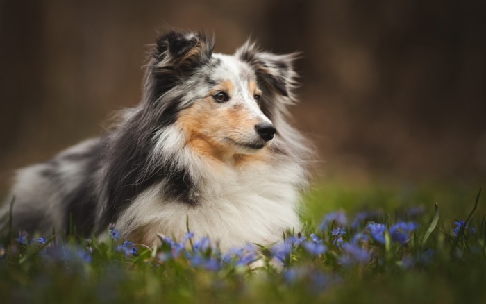 shetland sheepdog HD wallpapers, backgrounds