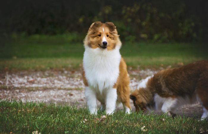 2000x1288 shetland sheepdog wallpaper hd - Coolwallpapers.me!