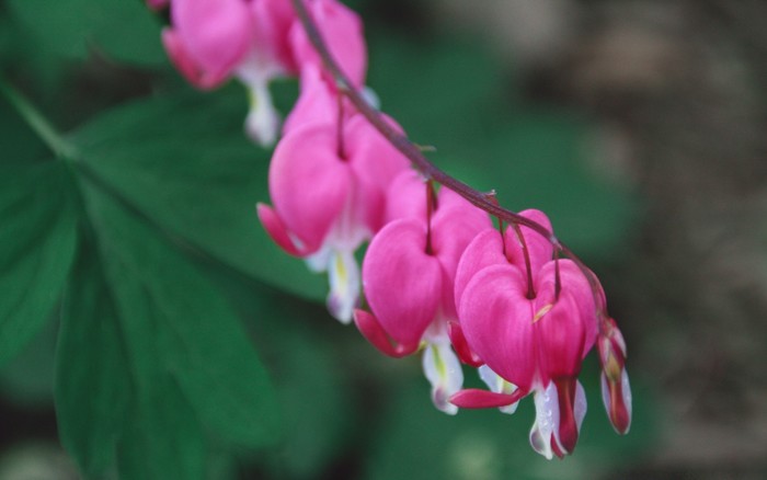 1920x1200 bleeding heart wallpaper for computer - Coolwallpapers.me!