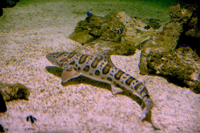 1600x1063 leopard shark desktop background - Coolwallpapers.me!