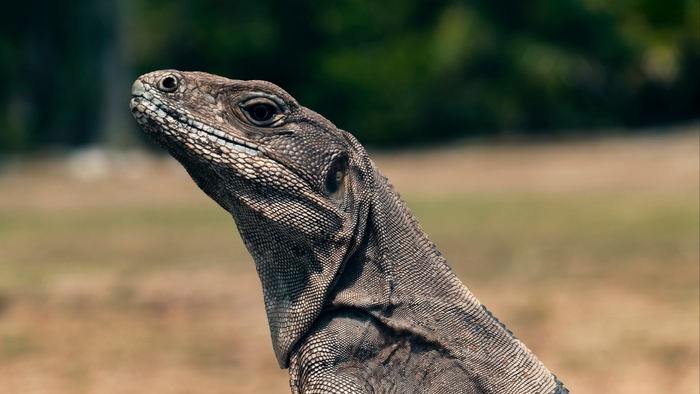 2560x1440 monitor lizard wallpaper - Coolwallpapers.me!