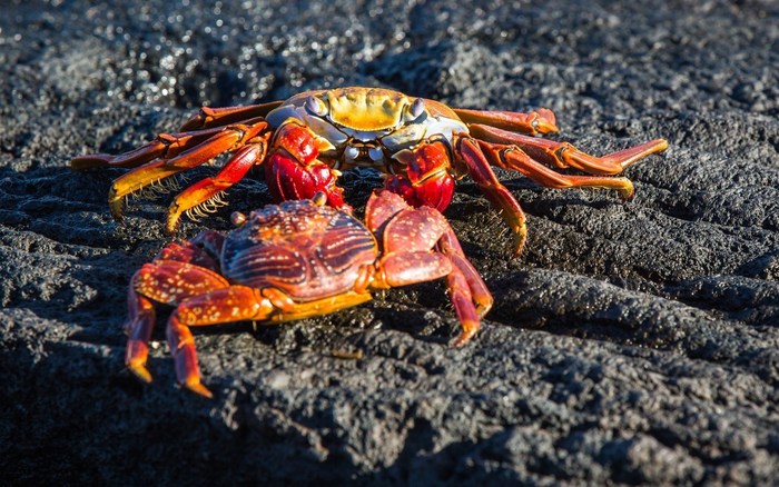 crab HD wallpapers, backgrounds
