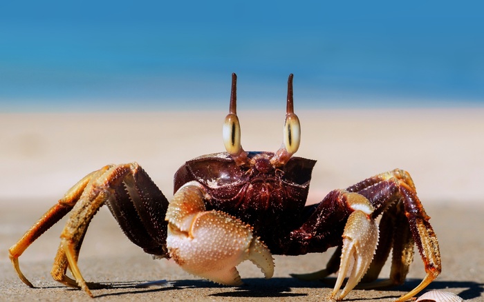 crab HD wallpapers, backgrounds