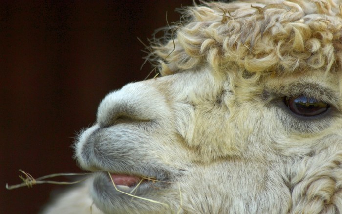 alpaca