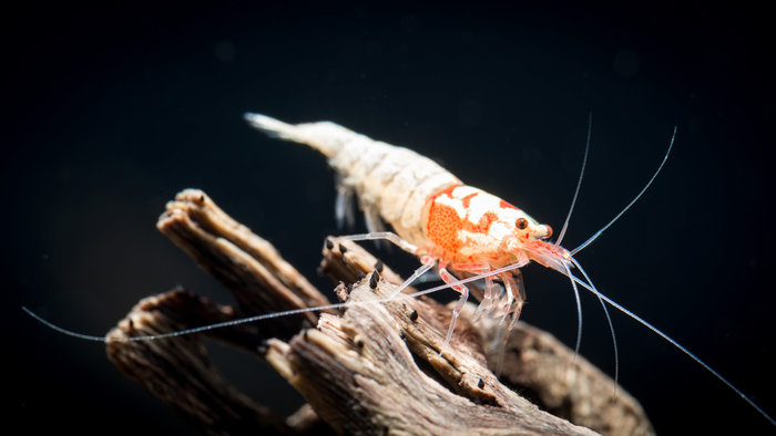 2048x1152 shrimp windows wallpaper - Coolwallpapers.me!
