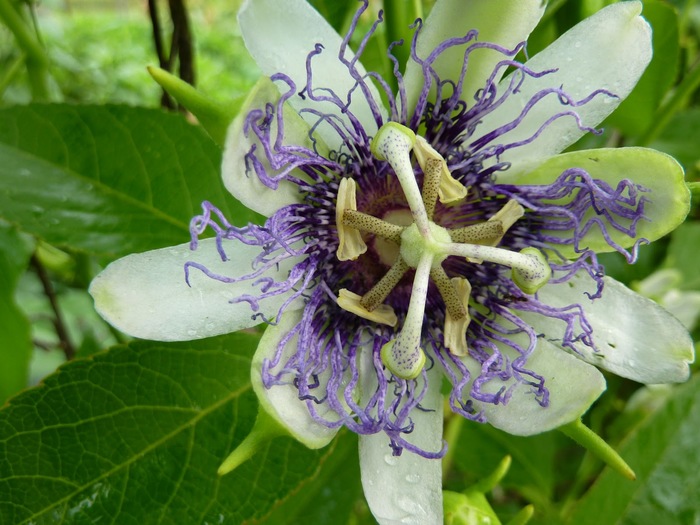 passion flower HD wallpapers, backgrounds