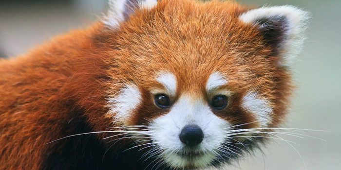 2000x1000 red panda windows wallpaper - Coolwallpapers.me!