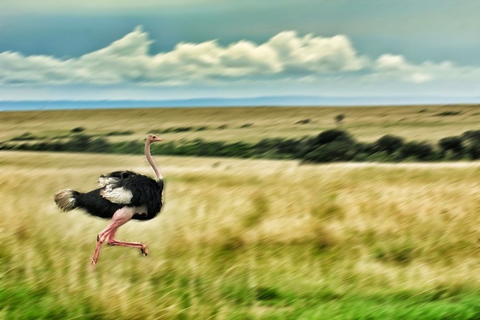 1600x1066 ostrich wallpaper - Coolwallpapers.me!