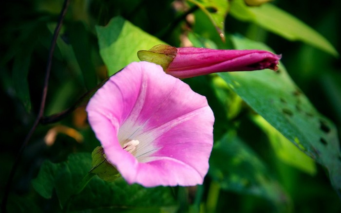 morning glory HD wallpapers, backgrounds