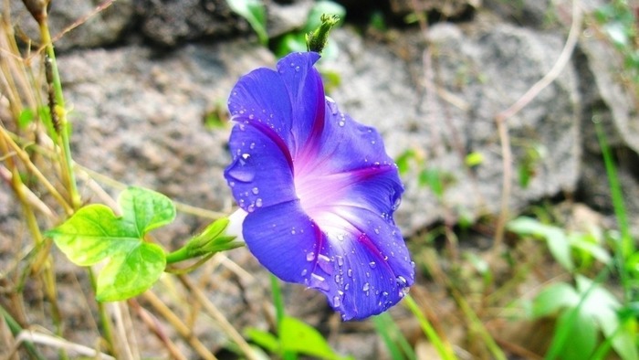 1920x1080 morning glory wallpaper hd - Coolwallpapers.me!