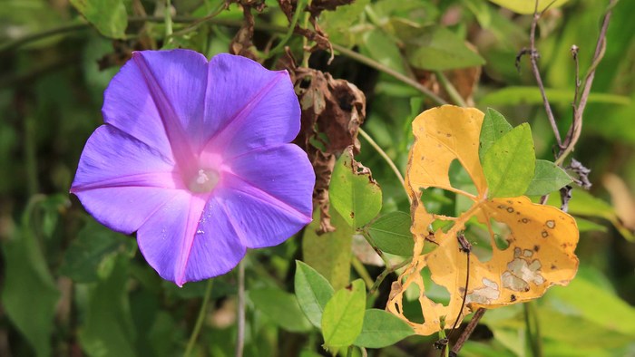 morning glory HD wallpapers, backgrounds