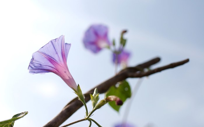 morning glory