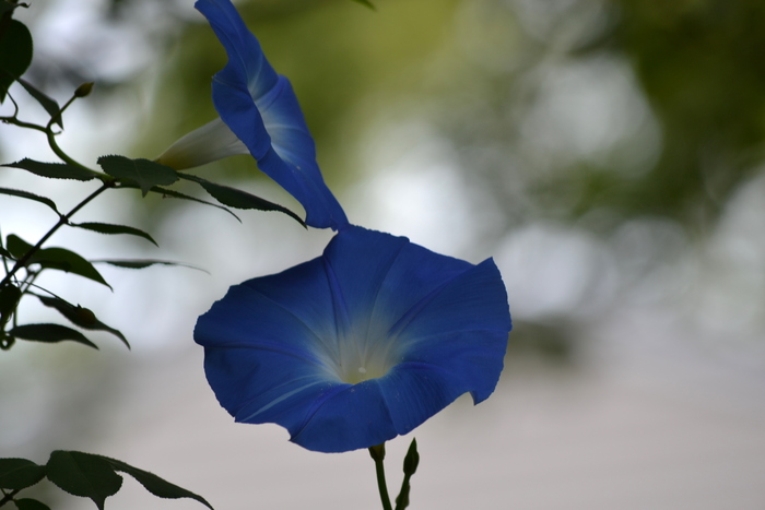 morning glory HD wallpapers, backgrounds