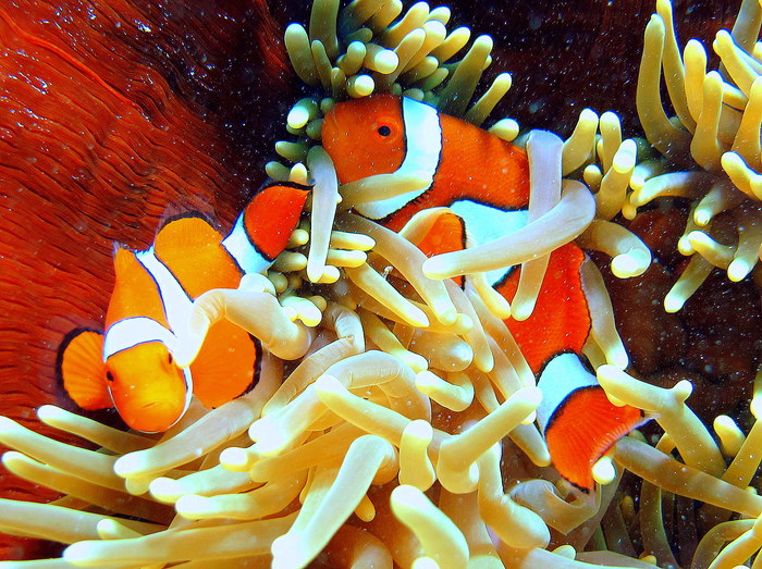 2134x1595 clownfish wallpaper for computer - Coolwallpapers.me!
