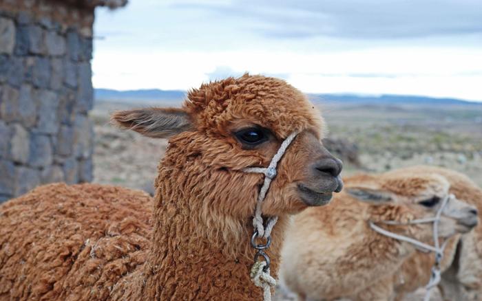 1920x1200 llama wallpaper for desktop - Coolwallpapers.me!