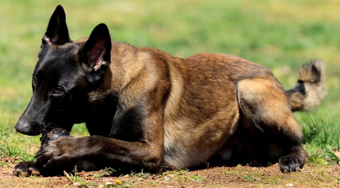 1332x850 belgian malinois wallpaper for desktop - Coolwallpapers.me!