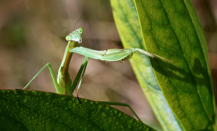 2048x1238 praying mantis wallpaper for computer - Coolwallpapers.me!