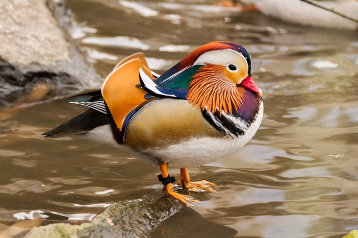 1200x799 mandarin duck wallpaper - Coolwallpapers.me!