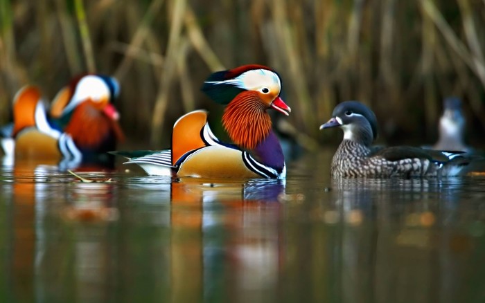 1920x1200 mandarin duck wallpaper for computer - Coolwallpapers.me!