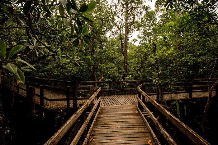 4500x3000 daintree rainforest wallpaper for desktop - Coolwallpapers.me!