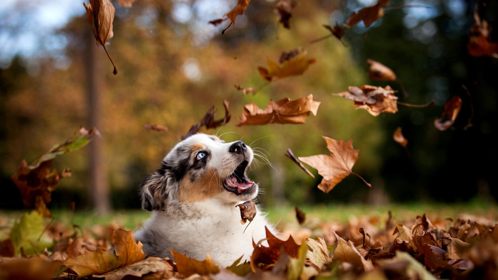 1920x1080 puppy, dog, autumn, park, leaves, nature - Coolwallpapers.me!