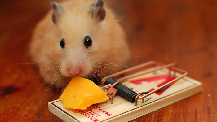 1920x1080 cheese, mouse trap, mouse - Coolwallpapers.me!