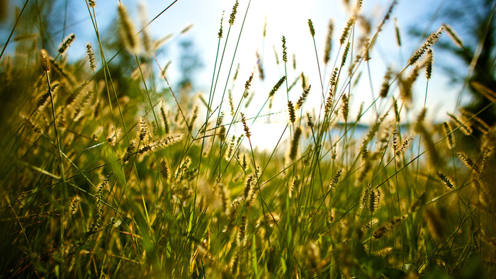 1920x1080 Through the grass, summer, grass - Coolwallpapers.me!