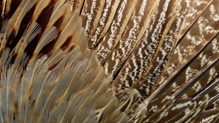 1920x1080 / 1920x1080 feathers of an exotic bird, Texture, animal ...