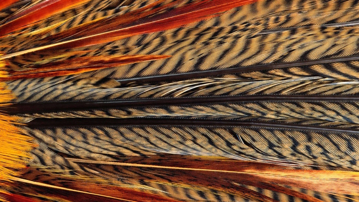 1920x1080 / 1920x1080 feathers of an exotic bird, Texture, animal ...