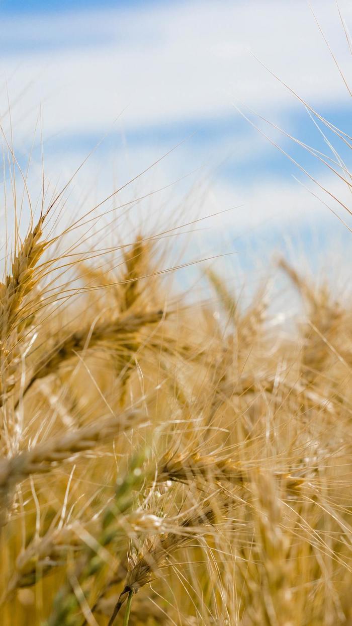 1080x1920 farm, wheat, nature, hd, 5k for Iphone 6, 7, 8 wallpaper ...