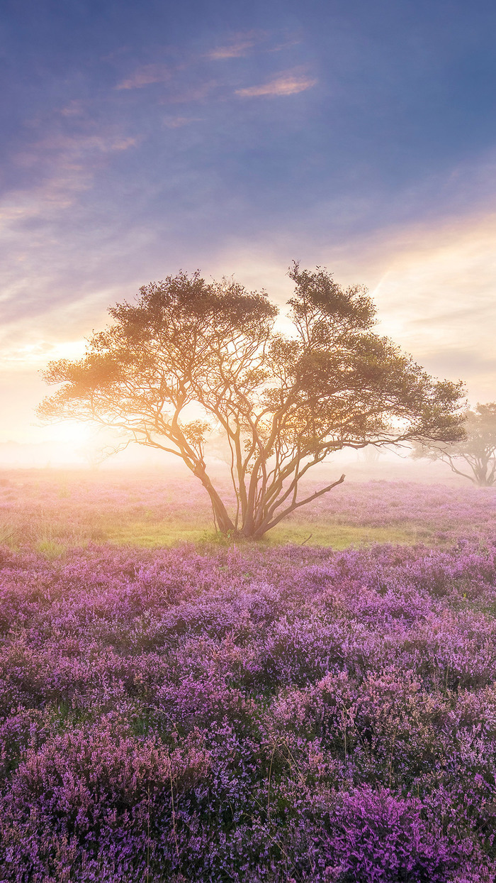 1080x1920 nature, hd, trees for Iphone 6, 7, 8 wallpaper ...