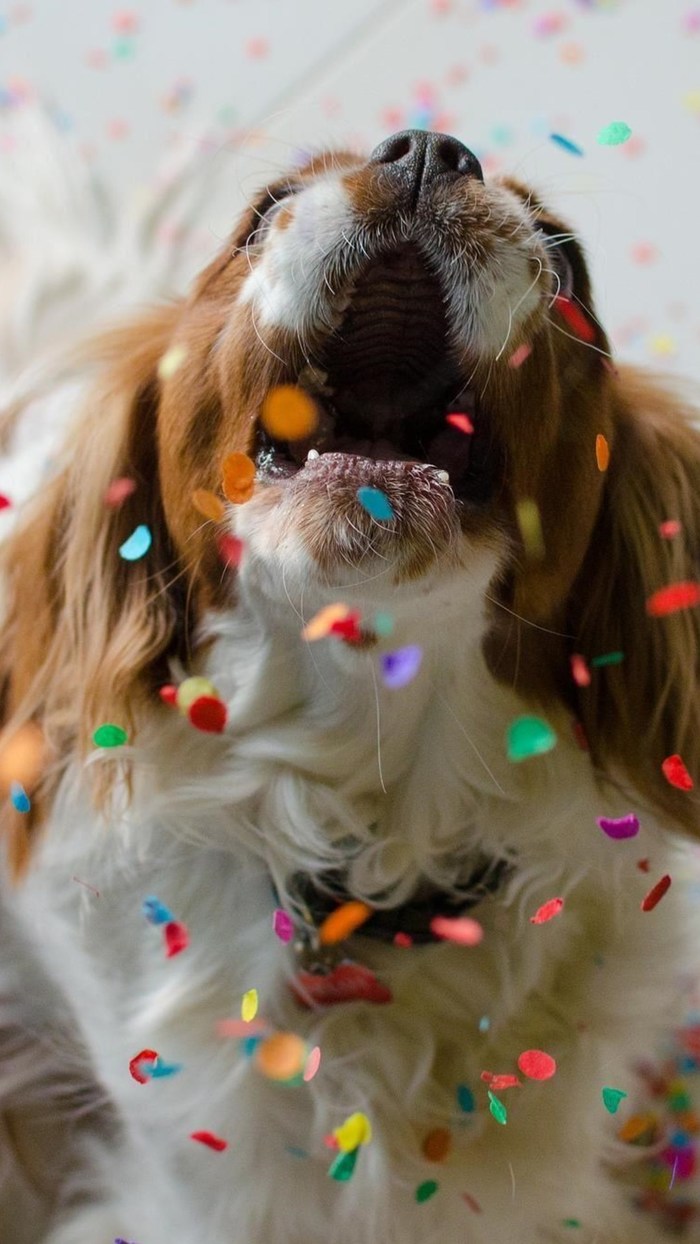 1080x1920 dog, cute, animals for Iphone 6, 7, 8 wallpaper ...