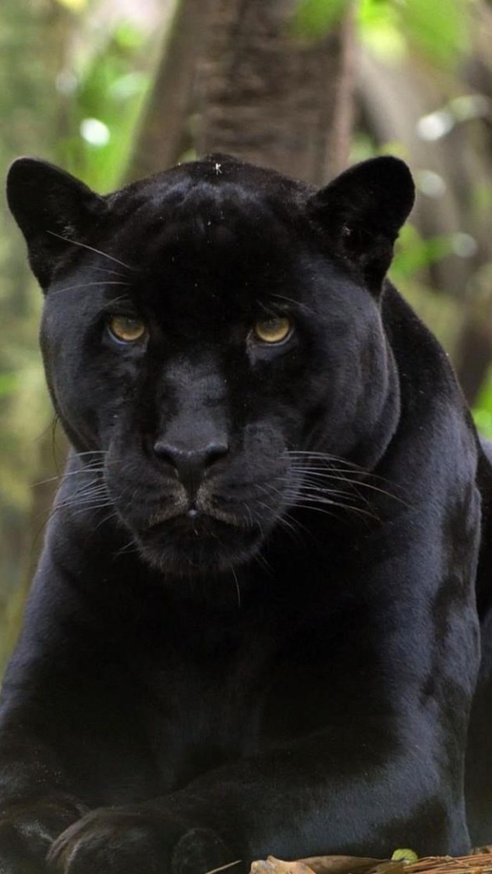 1080x1920 panther, black, animals, predator for Iphone 6, 7, 8 ...