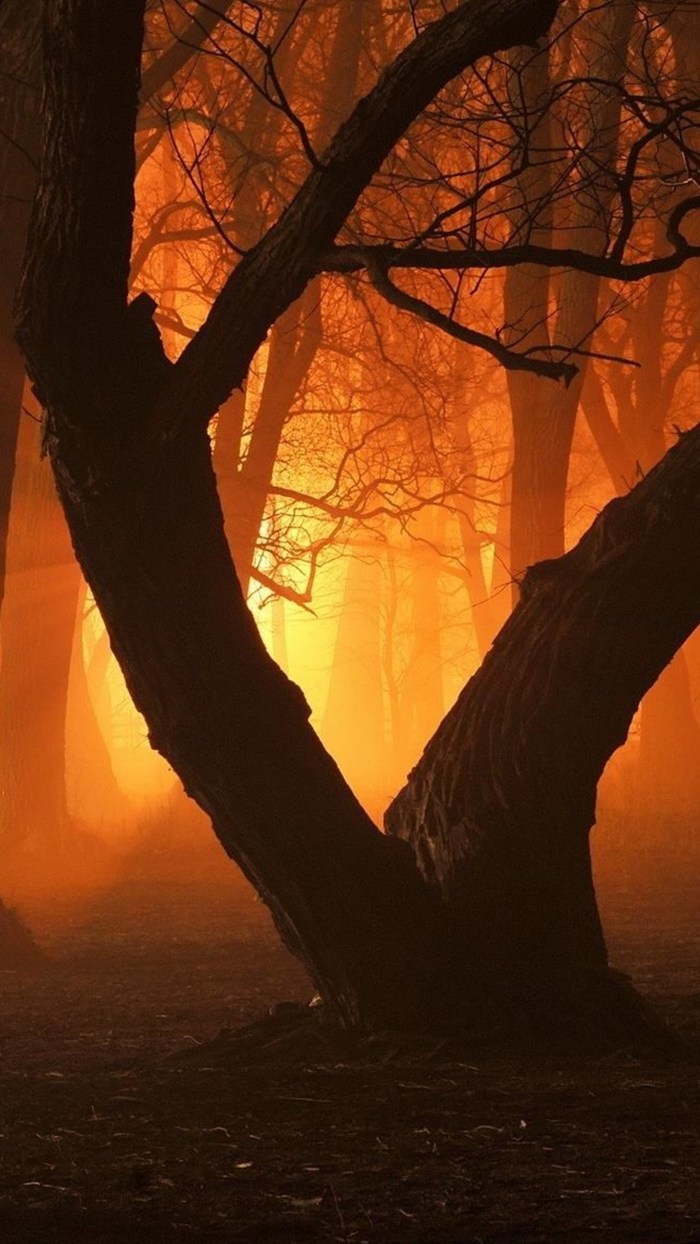 1080x1920 trees, forest, nature for Iphone 6, 7, 8 wallpaper ...