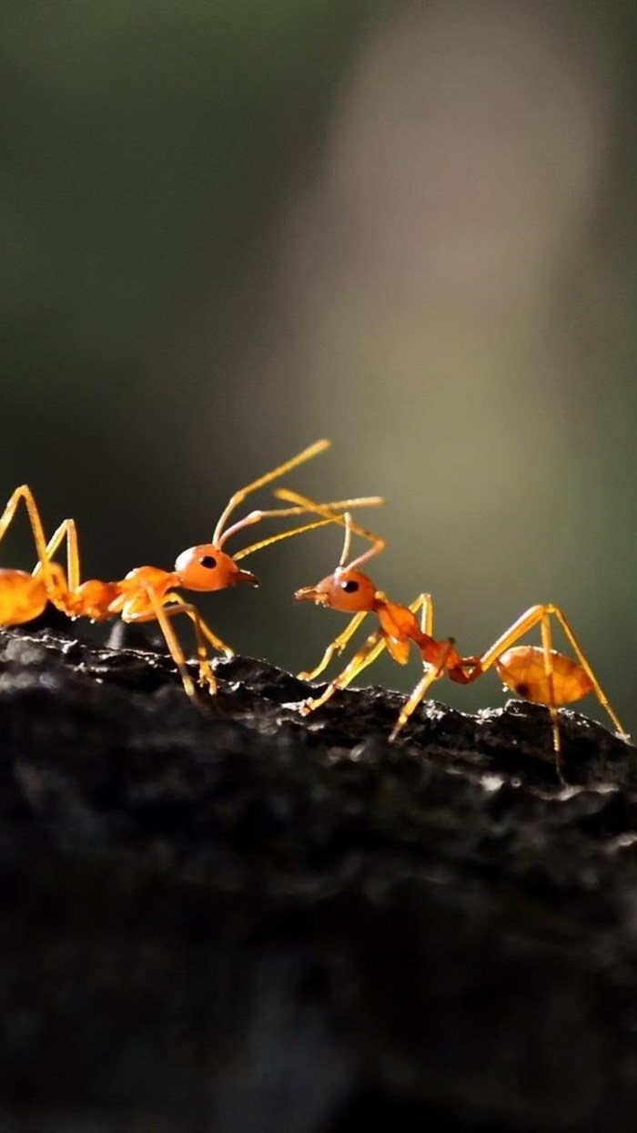 1080x1920 ant, macro, photography for Iphone 6, 7, 8 wallpaper ...