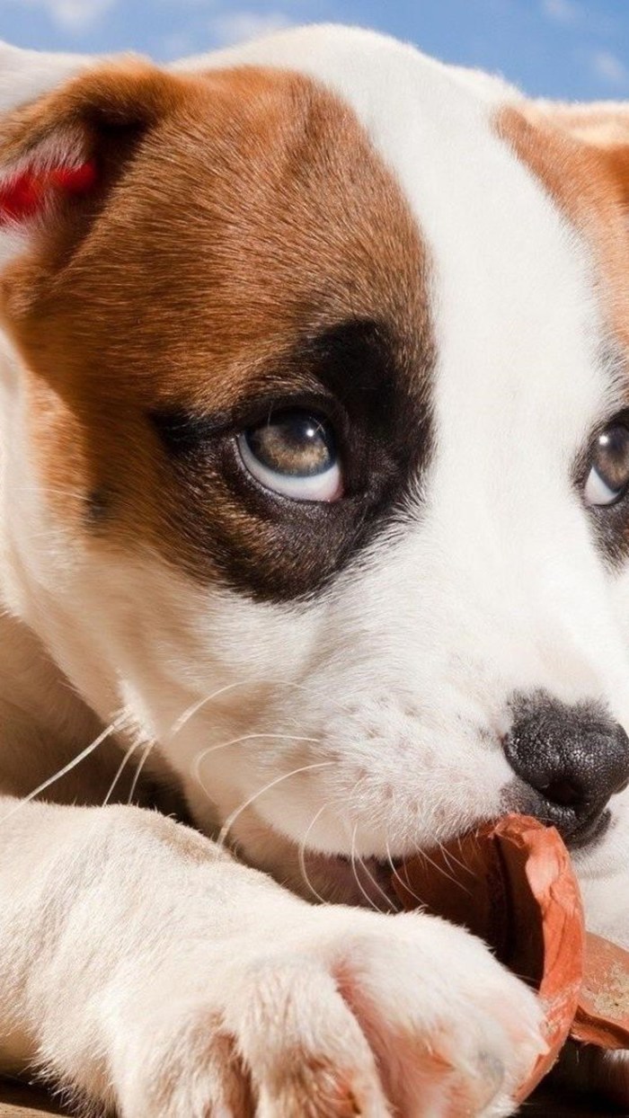 1080x1920 dog, cute, animals for Iphone 6, 7, 8 wallpaper ...